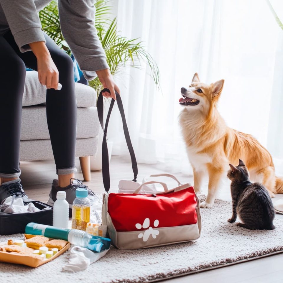 Pet Emergency Preparedness: Creating a Complete Care Plan